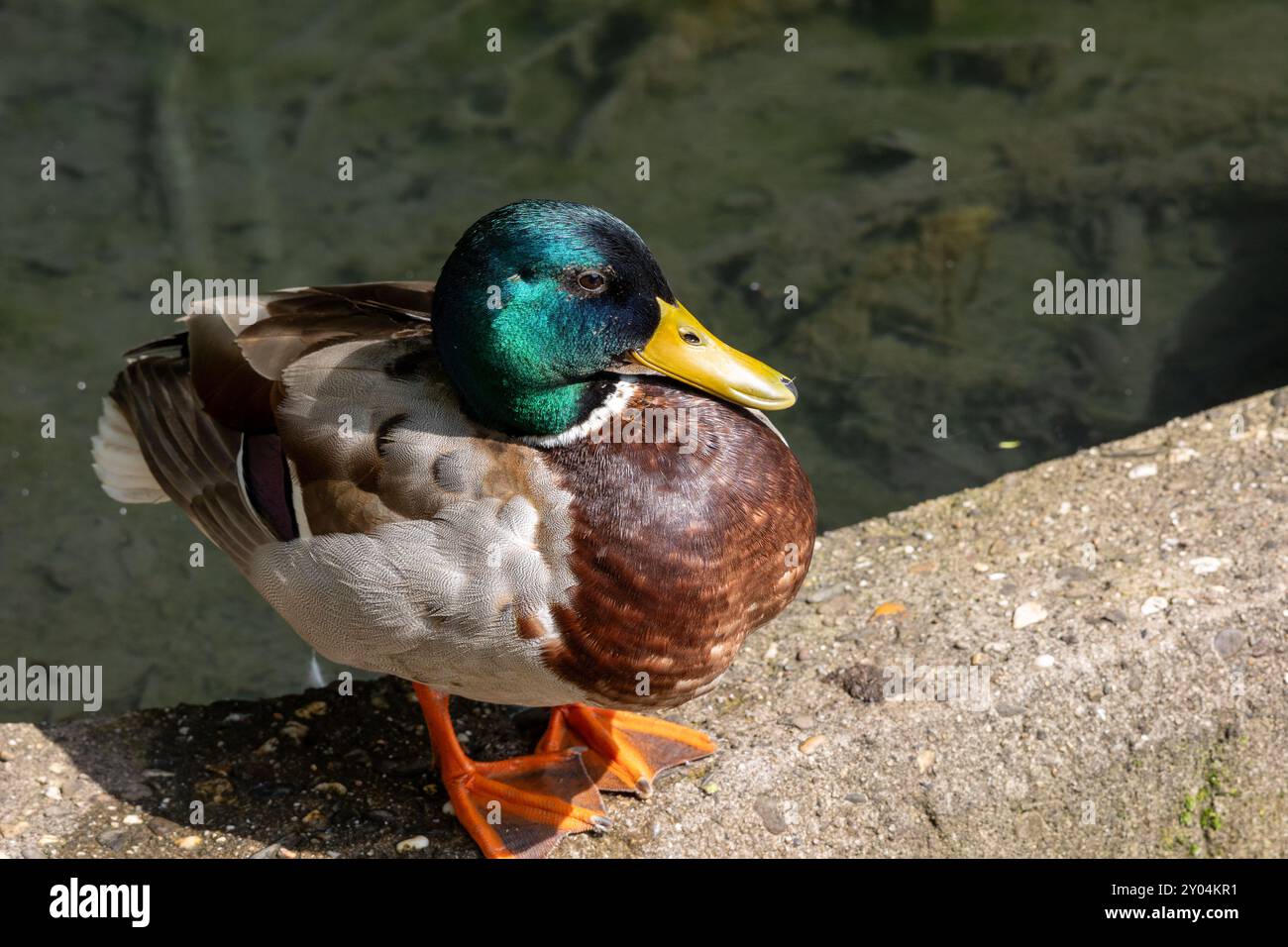 Wild duck mallards swim on a pond in Sauerland Stock Photo - Alamy