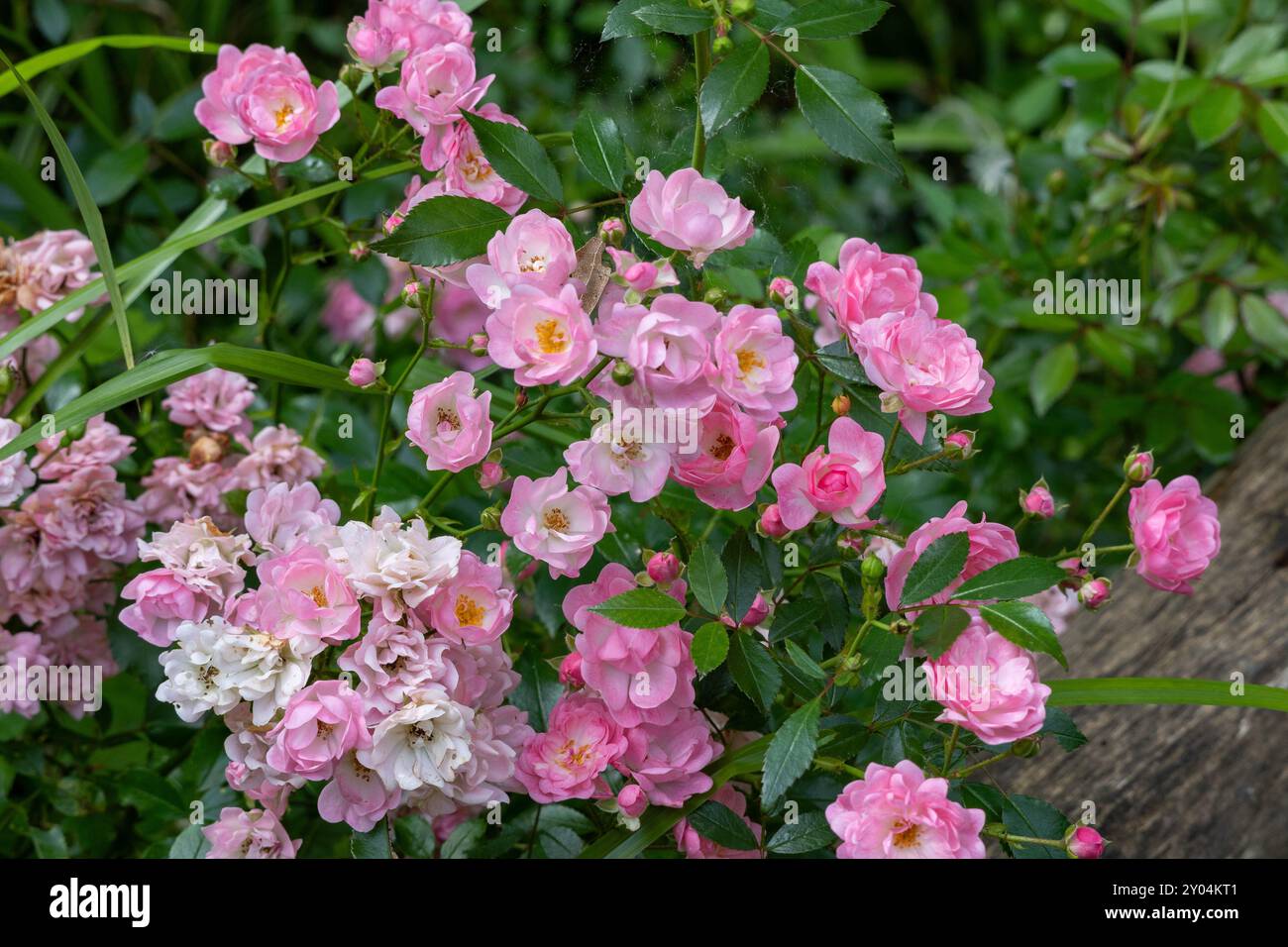 Rosa damascena hi-res stock photography and images - Alamy