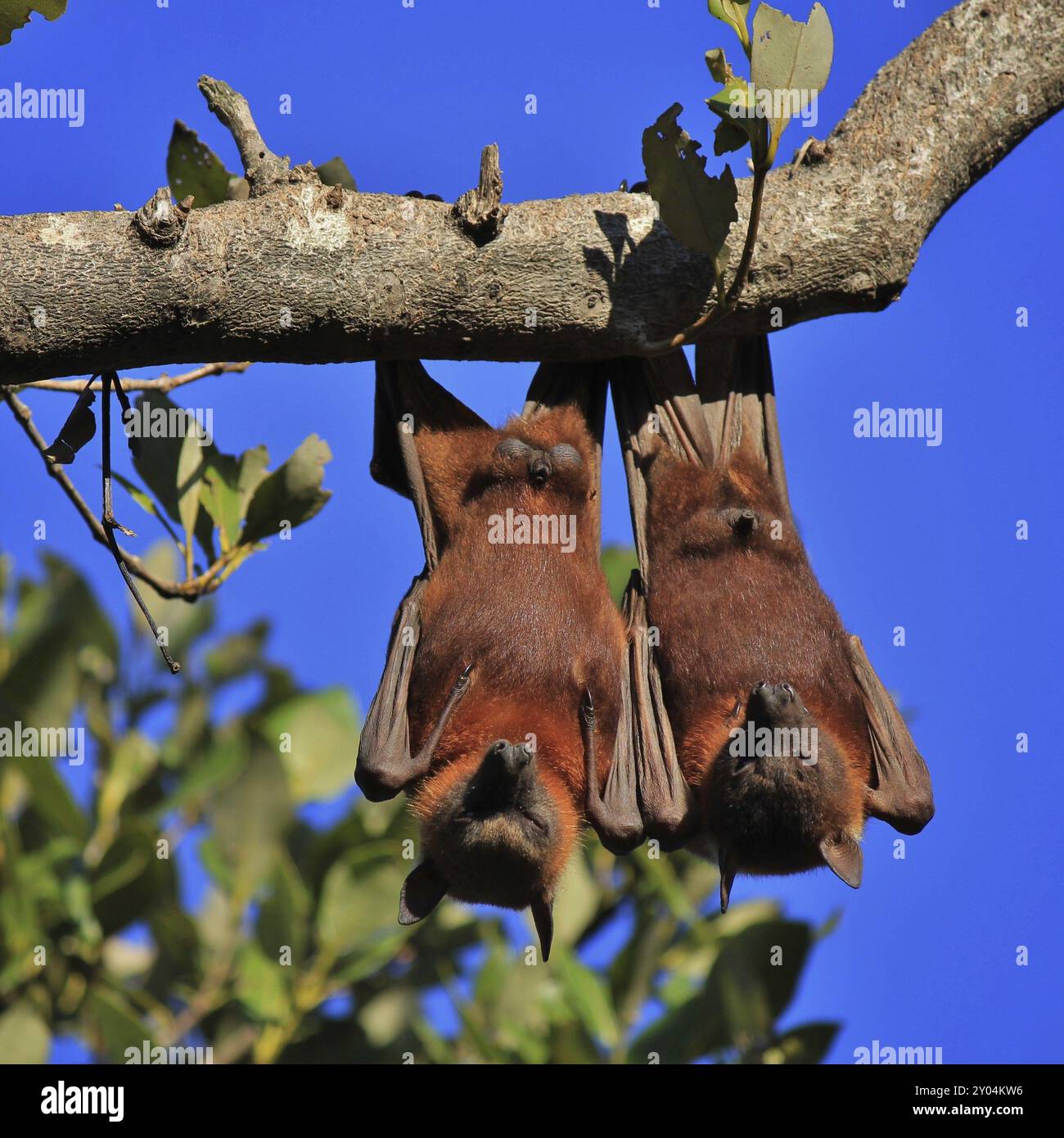 Wild animals living in Australia. Halloween symbol. Fruit bats, also ...