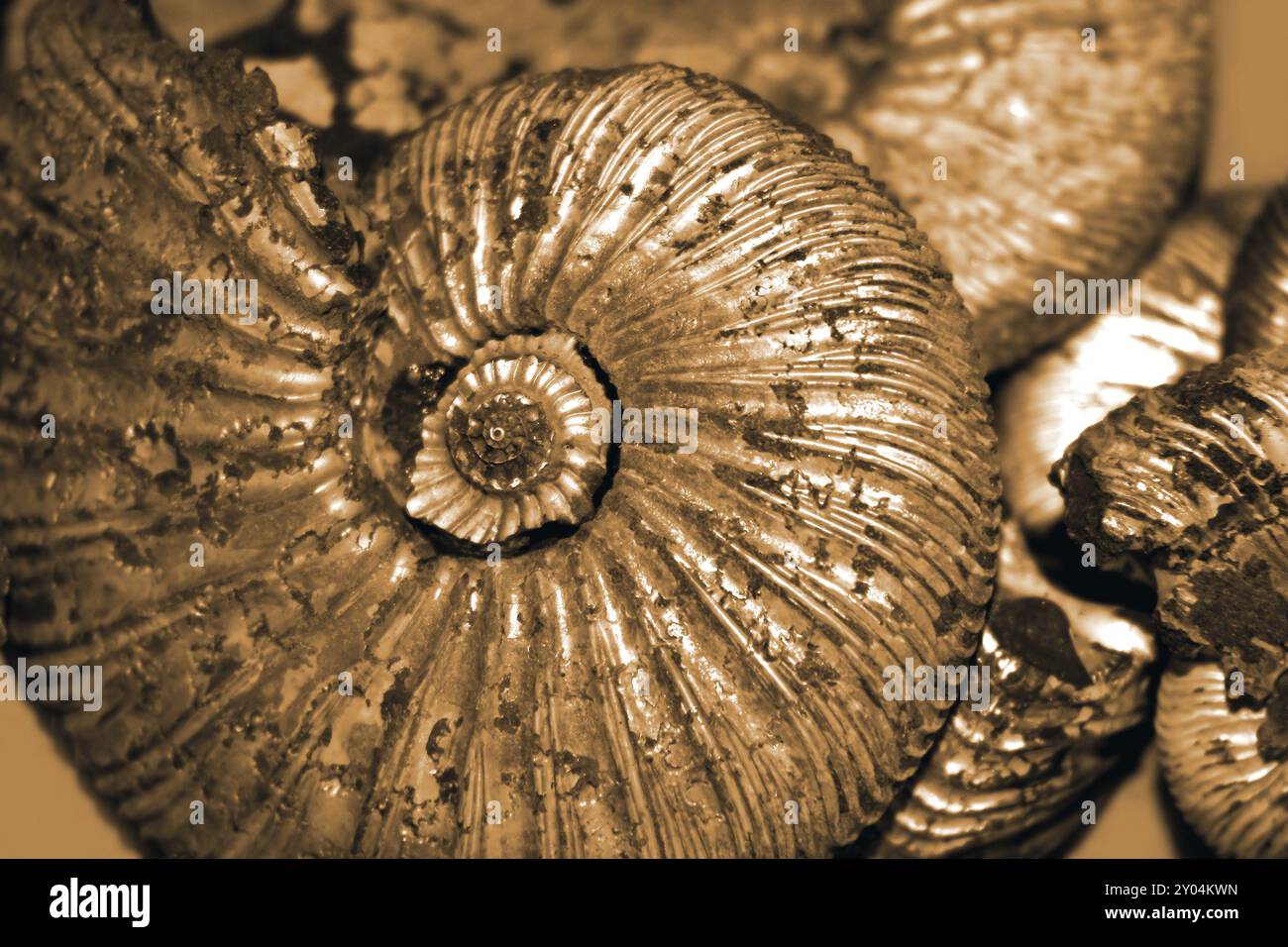 Fossilized ammonites background Stock Photo - Alamy