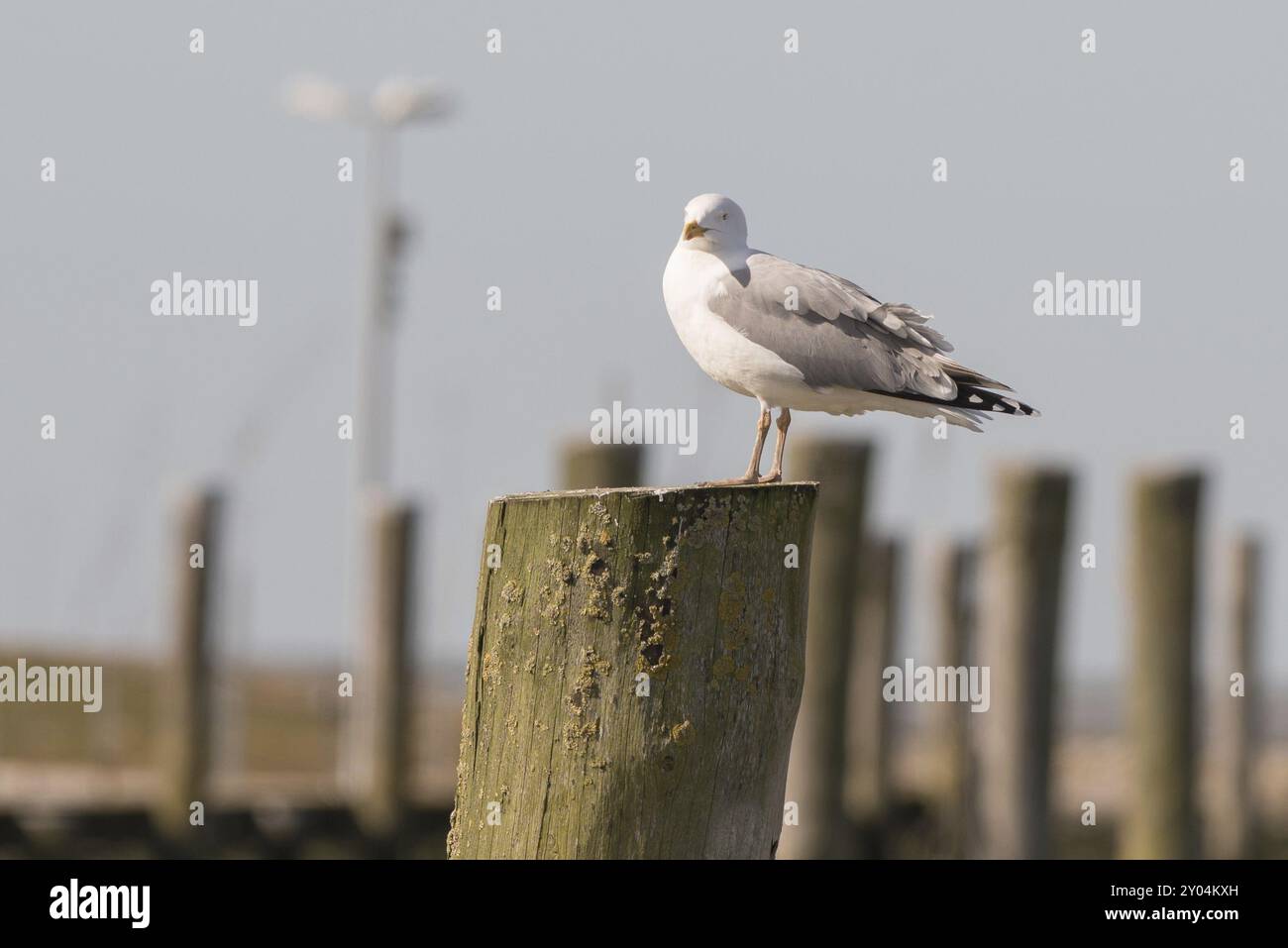 Seagull on a dolphin. Seagull on a pile Stock Photo - Alamy