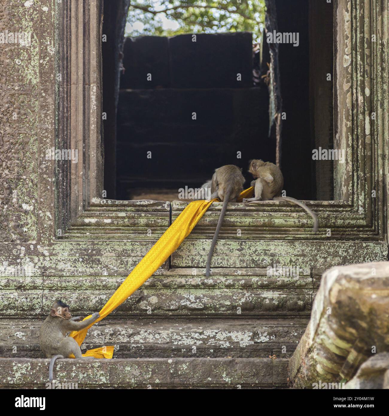 Young monkeys steal cloth in the temple complex of Angkor Wat, Cambodia ...