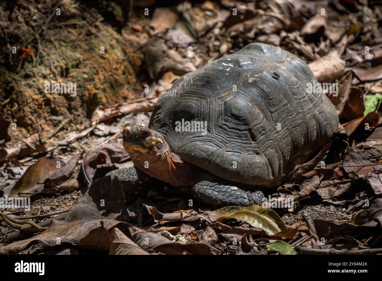 Red-foot Tortoise - Chelonoidis carbonarius, large beautiful popular ...