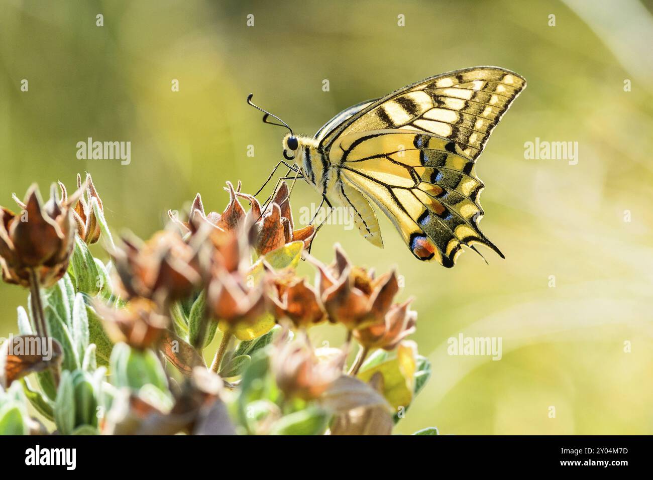 Papilio Machaon, butterfly normally called yellow swallowtail Stock Photo - Alamy