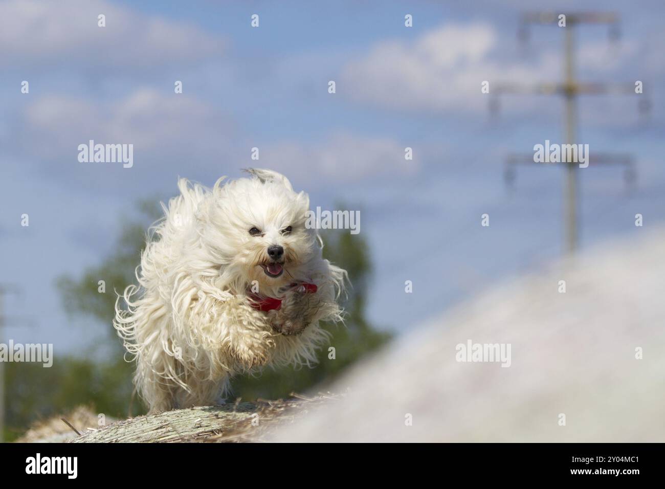 Straw bale race hi-res stock photography and images - Alamy