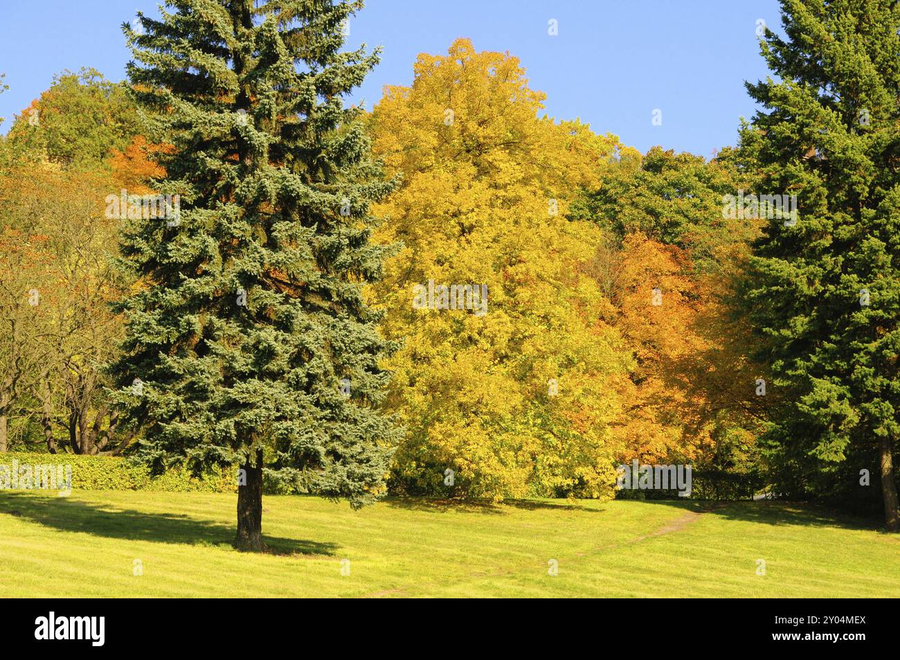 Maple, Maple 22 Stock Photo - Alamy