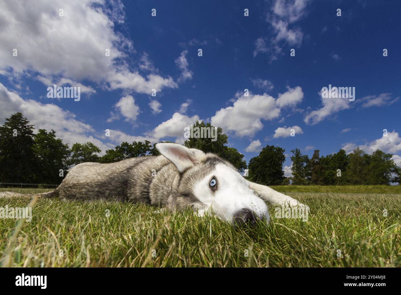 A husky with blue eyes lies in a meadow above the dog a blue sky with ...