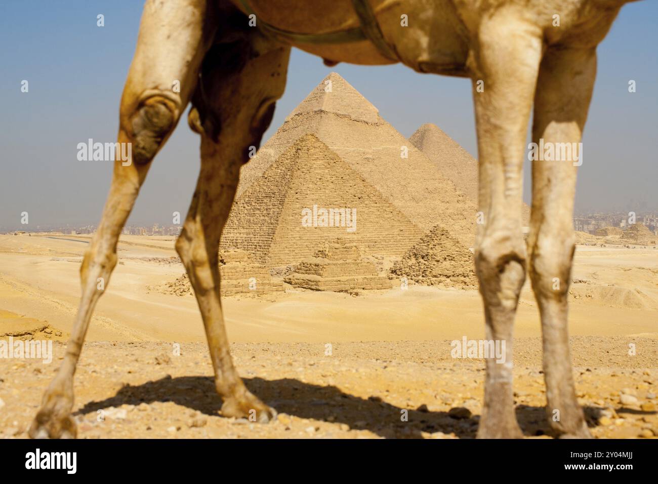 Camel leg legs hi-res stock photography and images - Alamy