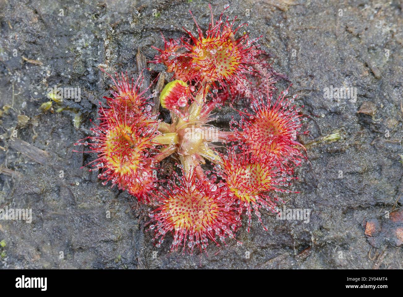 Common sundew (Drosera rotundifolia), complete plant with inflorescence ...