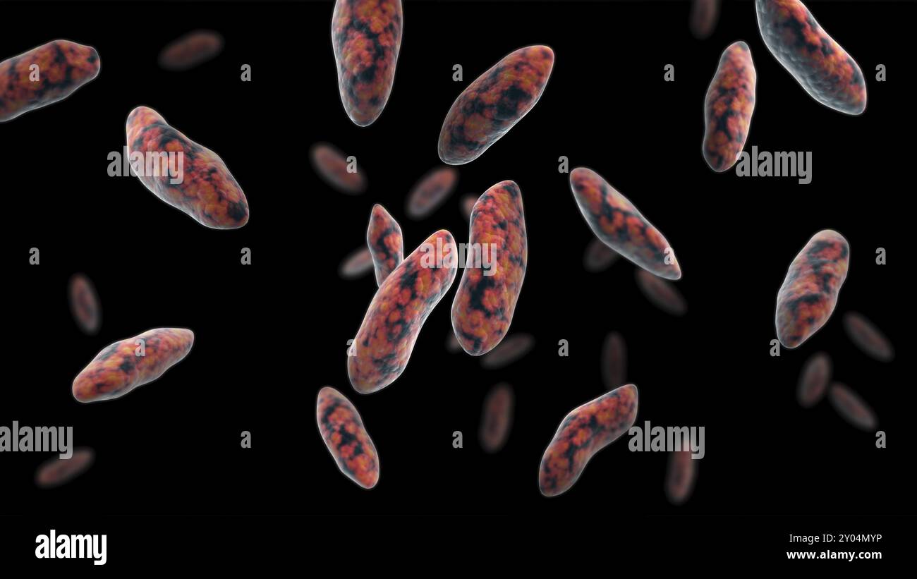 Biomedical illustration of brucellosis, a highly contagious infectious ...
