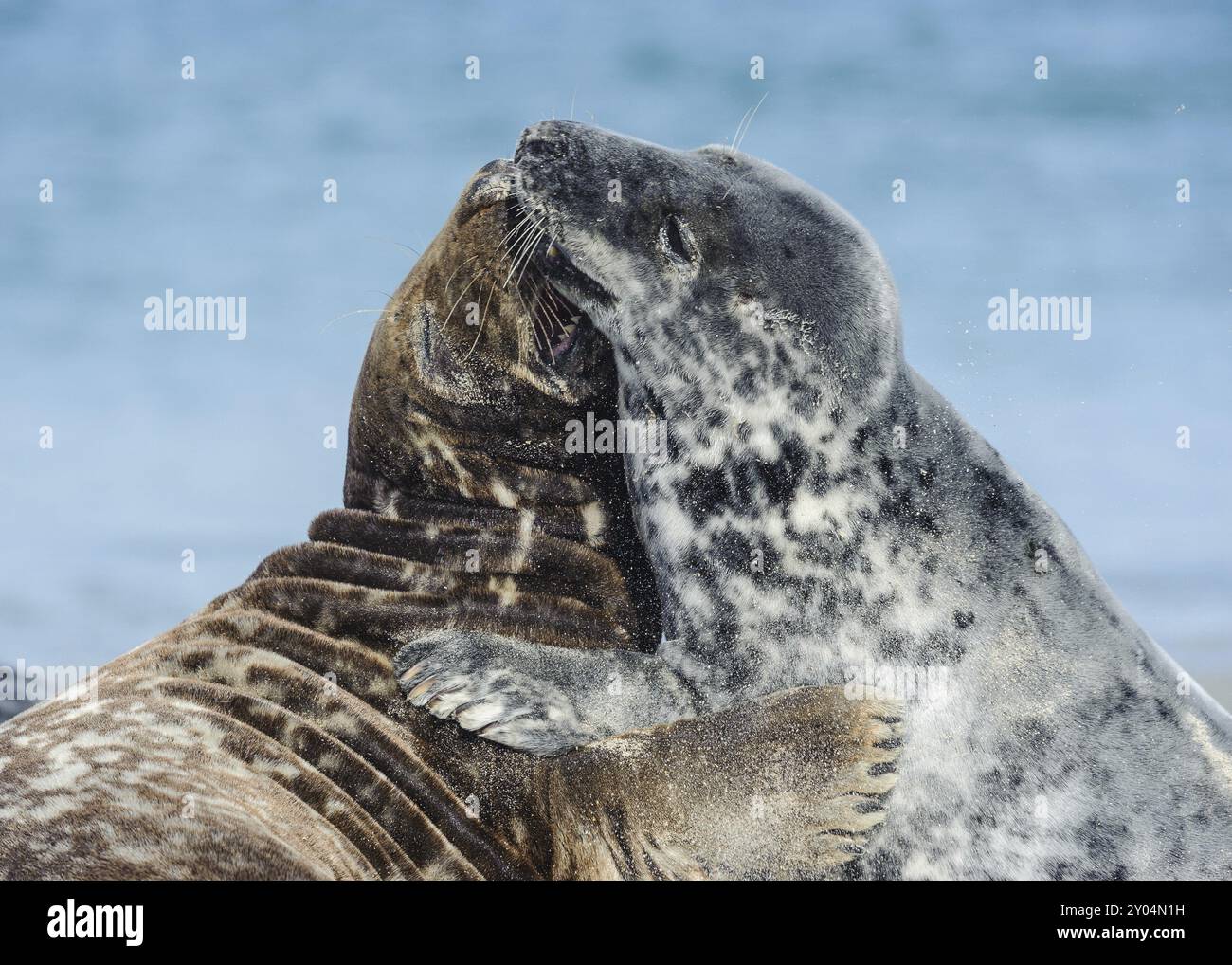 A pair of grey seals hugging each other Stock Photo - Alamy