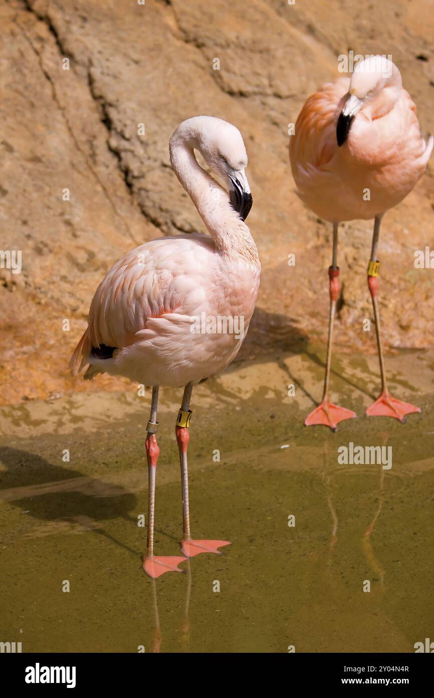 Atlanta water garden hi-res stock photography and images - Alamy