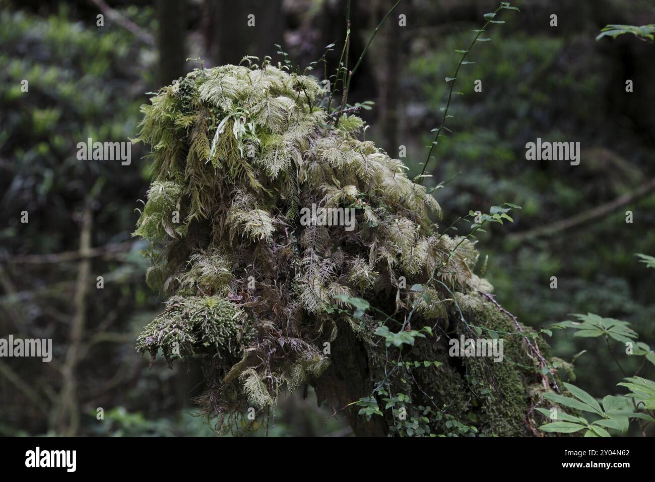 Tree trunk overgrown with lichens and mosses, Pacific rim national park ...