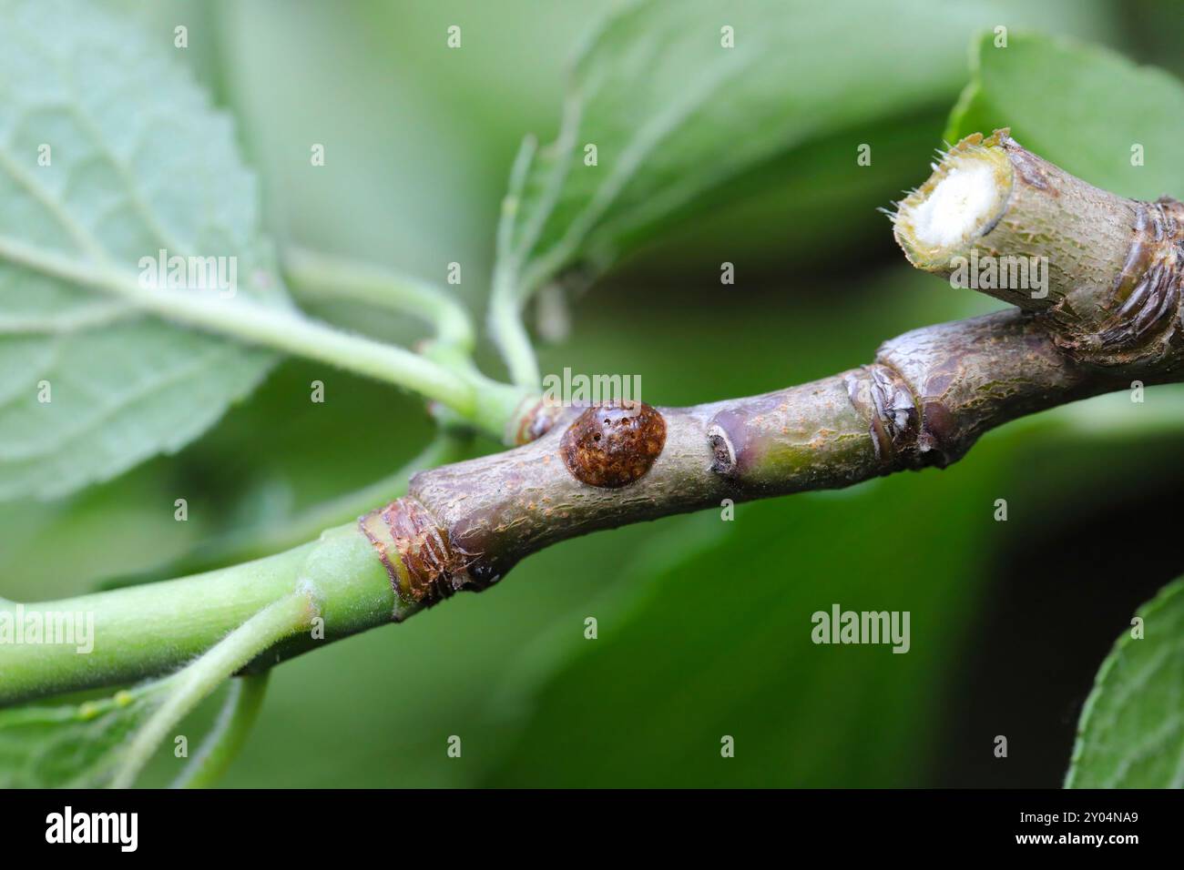Brown scale insect, Parthenolecanium corni, on the plum tree branches ...