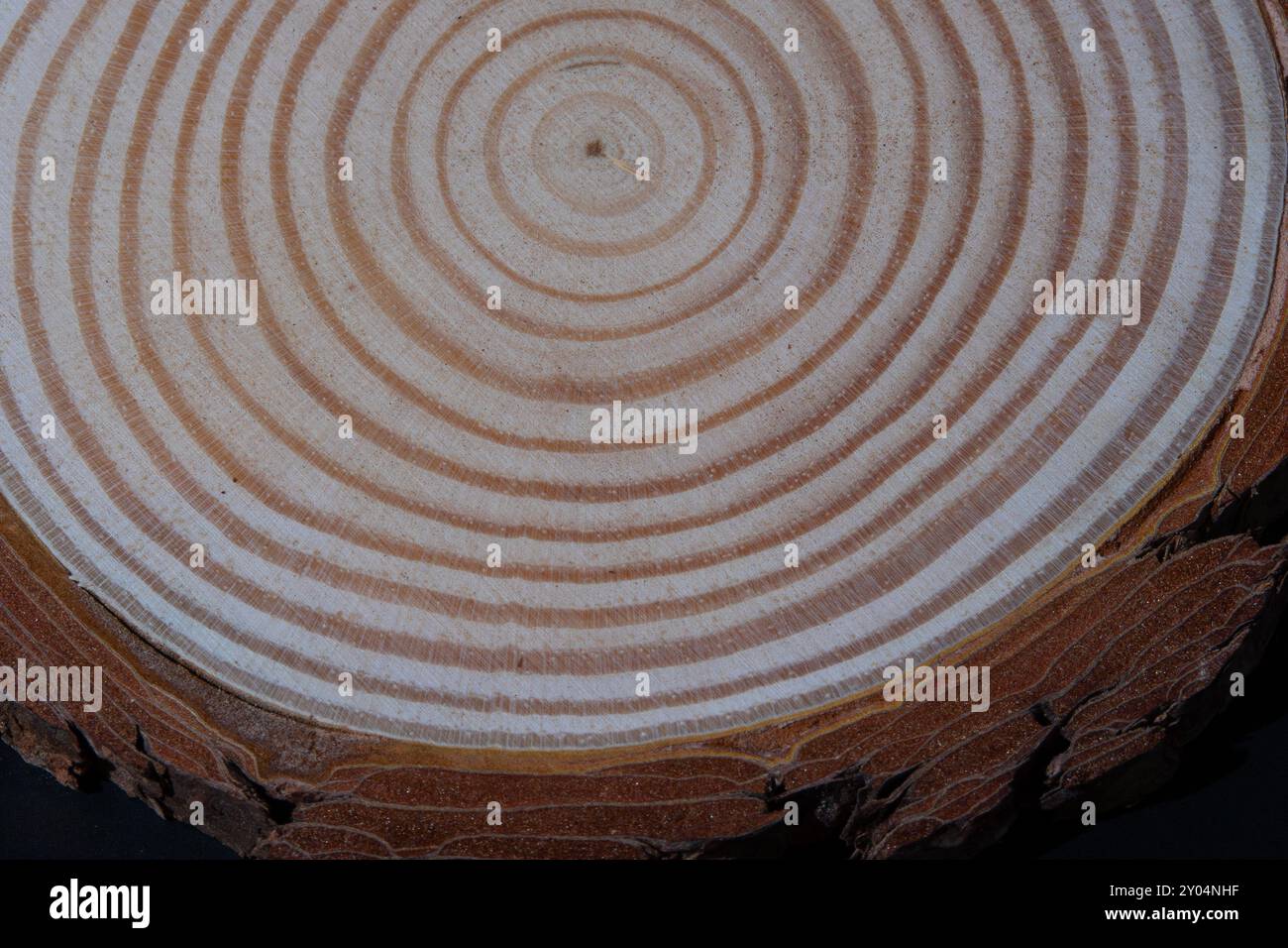This close-up shot showcases a tree stump with a unique circular design ...
