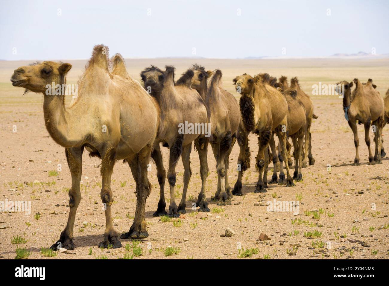 A single file row of double hump bactrian camels walking in the gobi ...