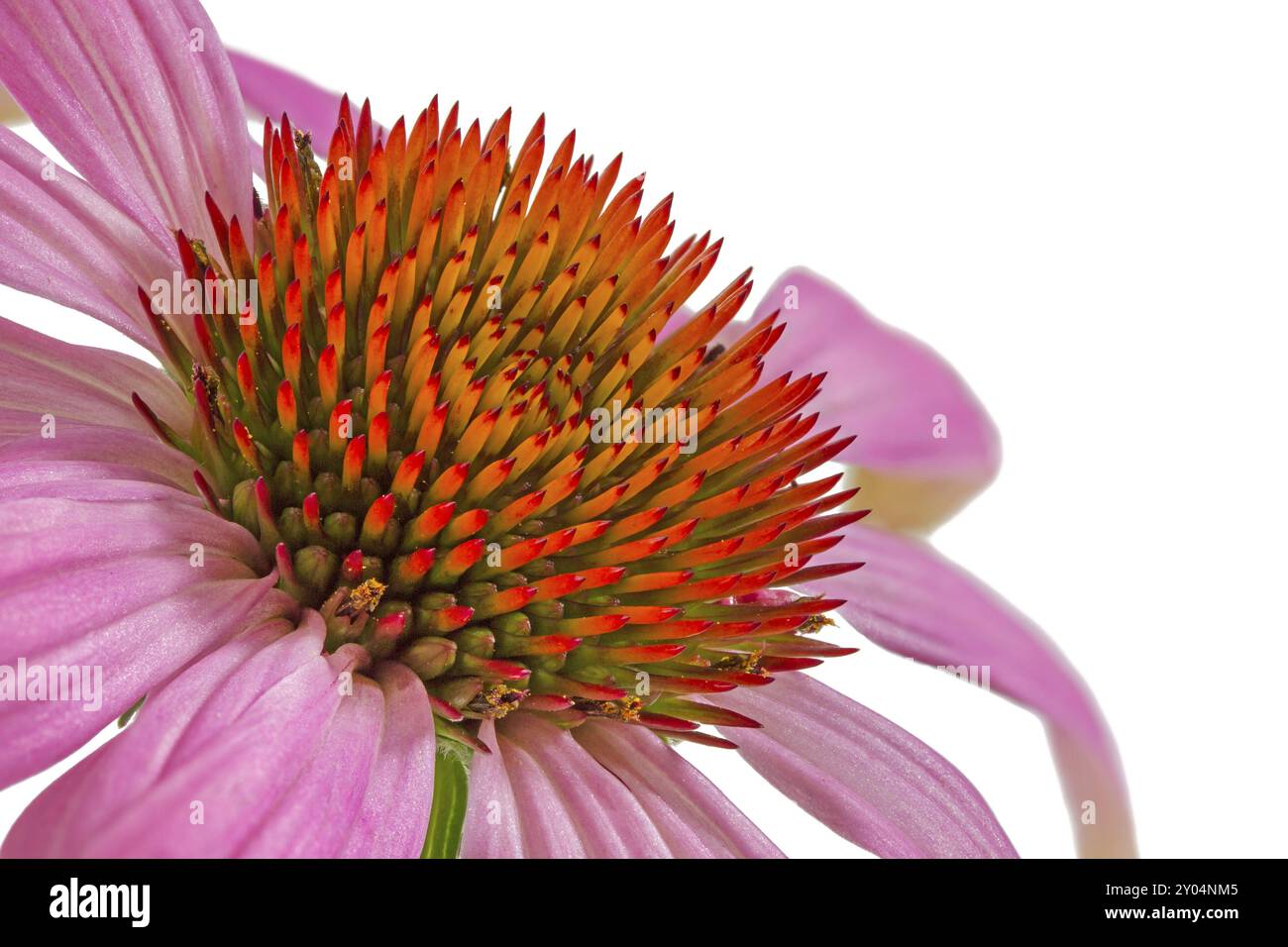 Coneflower (Echinacea) on a white background Stock Photo - Alamy