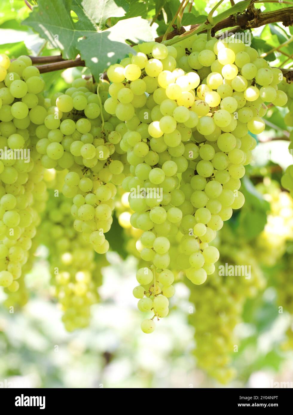 Green grape under the sunlight Stock Photo - Alamy