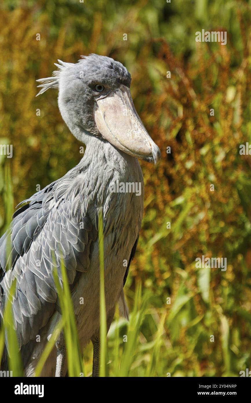 Shoebill (Balaeniceps rex Stock Photo - Alamy