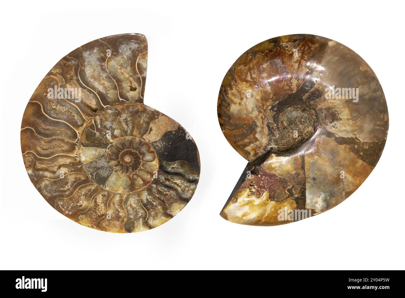 Nautilus shell fossil isolated on white background. Sliced fossil Stock ...