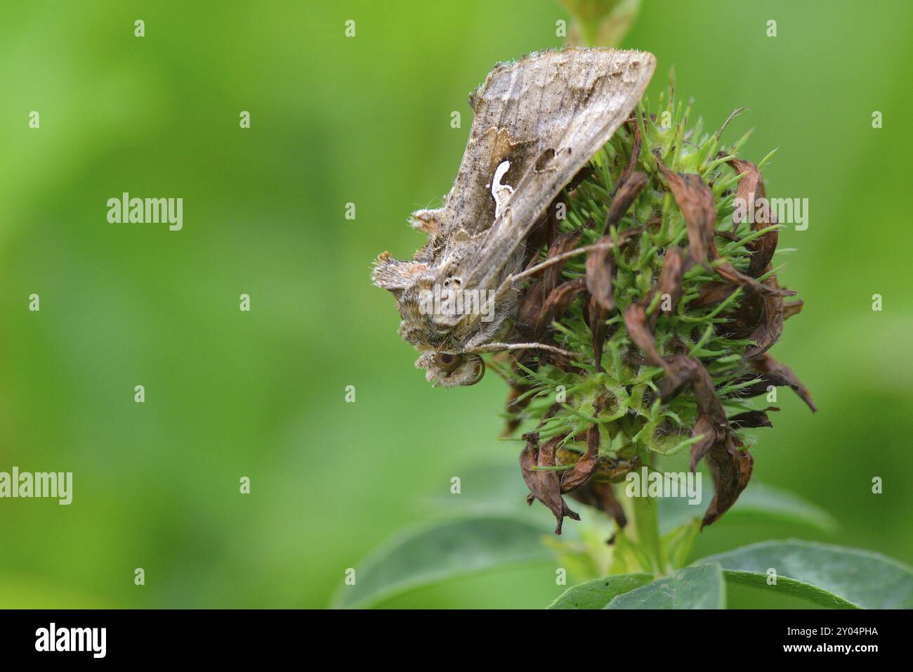 Gamma owl on a plant, Autographa gamma, Silver Y on a leaf Stock Photo ...