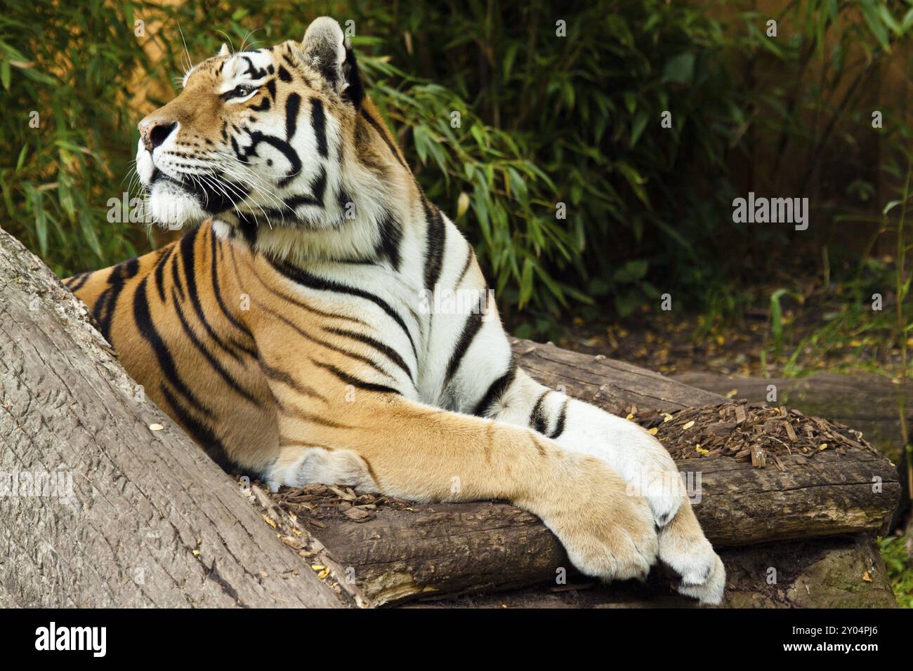 Siberian tiger (anthera tigris altaica Stock Photo - Alamy