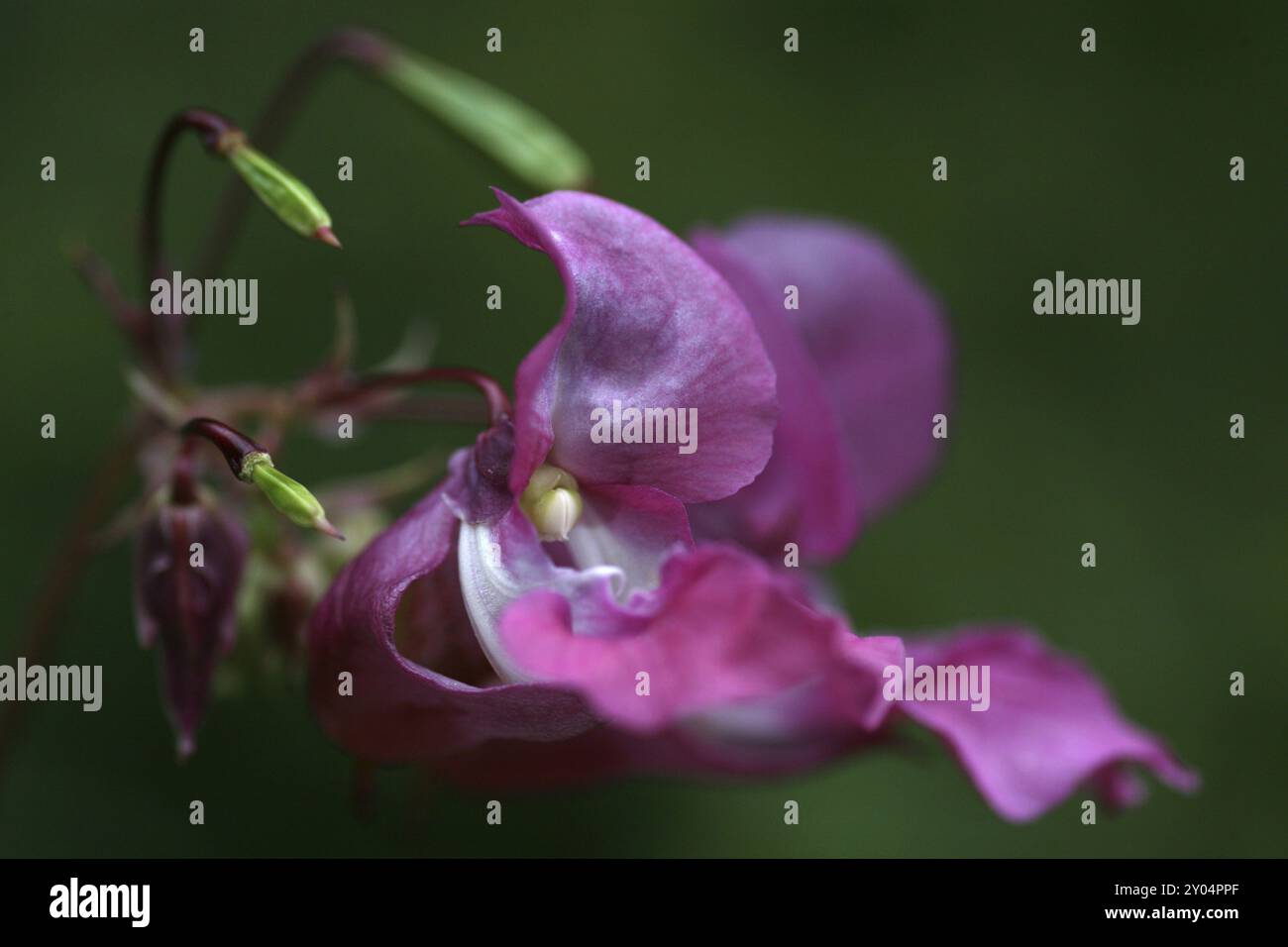 Himalayan or Indian balsam, a neophyte that often displaces the ...