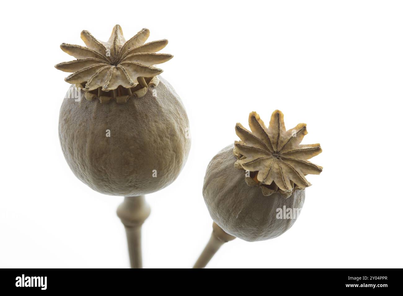 Dried poppy seed capsules, optional Stock Photo - Alamy