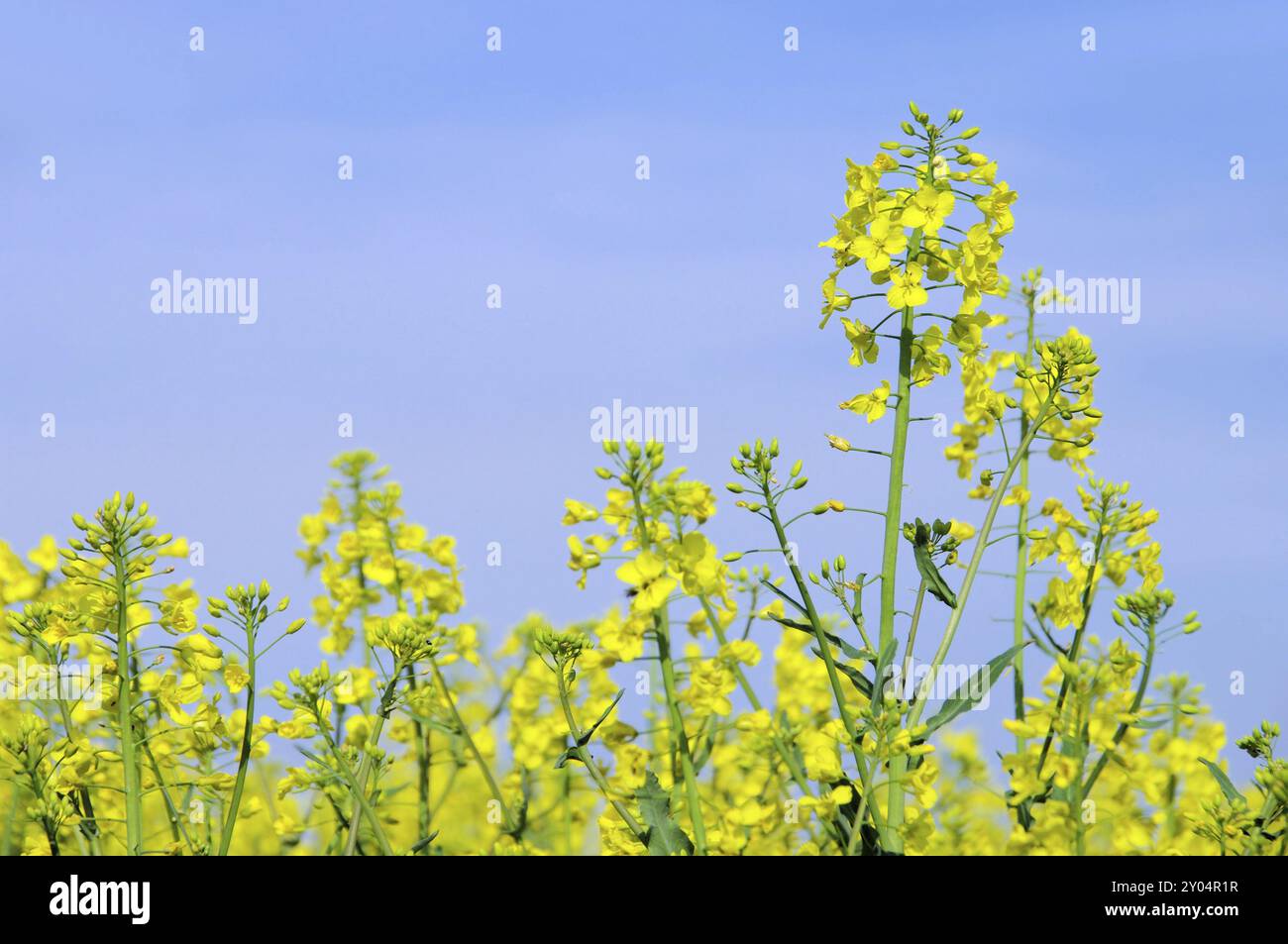 Rapeseed, rape seed Stock Photo - Alamy