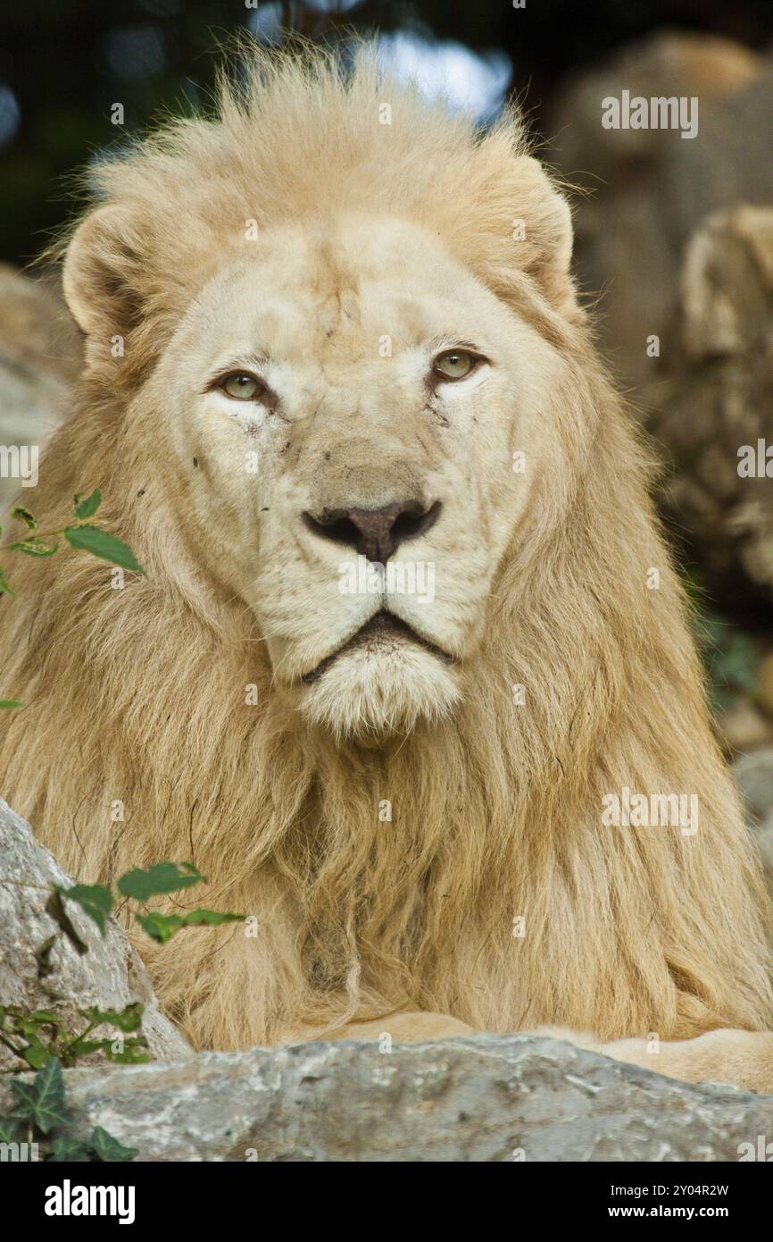 Transvaal lion (Panthera leo krugeri Stock Photo - Alamy