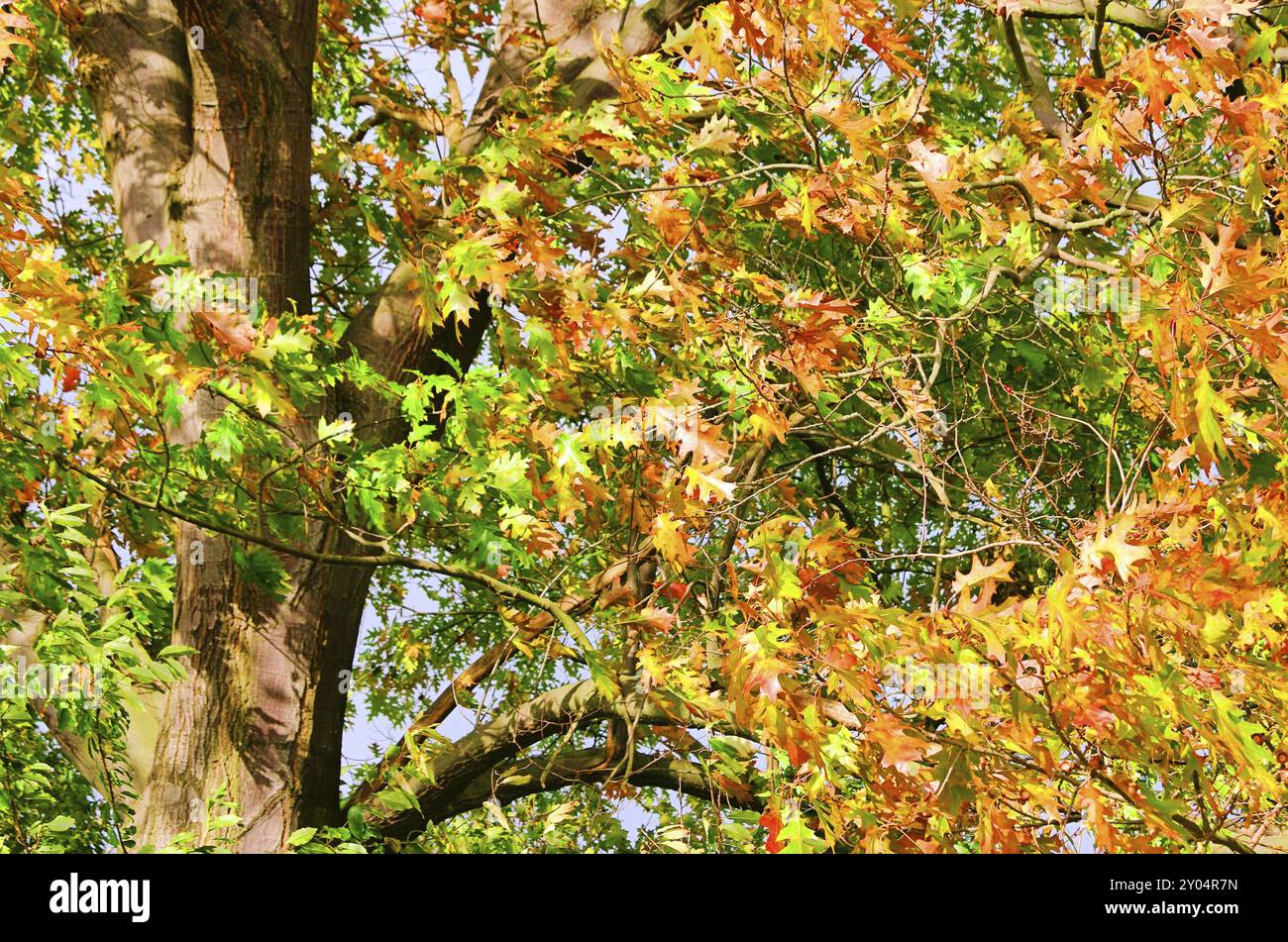 Oak leaf cluster 11 Stock Photo - Alamy