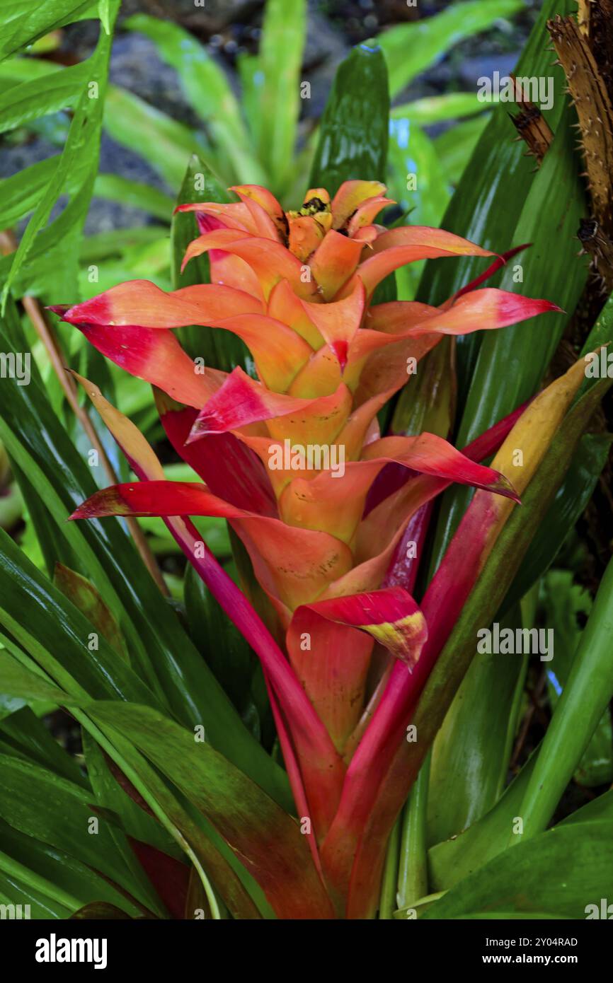 Bromeliads blooms hi-res stock photography and images - Alamy