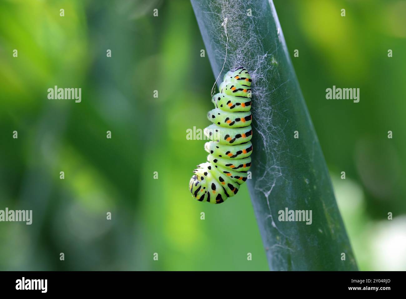 Papilio machaon Old World swallowtail butterfly Papilionidae Caterpillar preparing to change ...