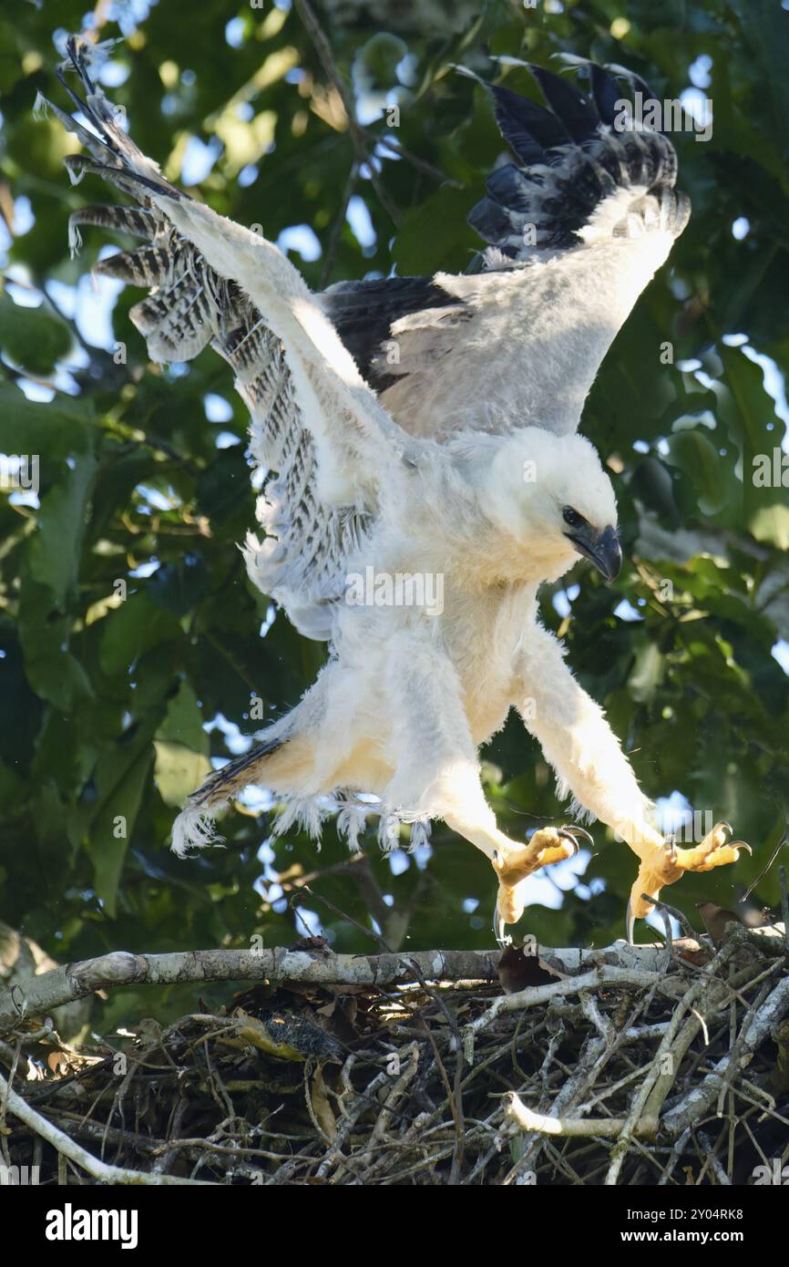 4 month old Harpy Eagle chick, Harpia harpyja, doing flight exercise in the nest, Alta Floresta ...