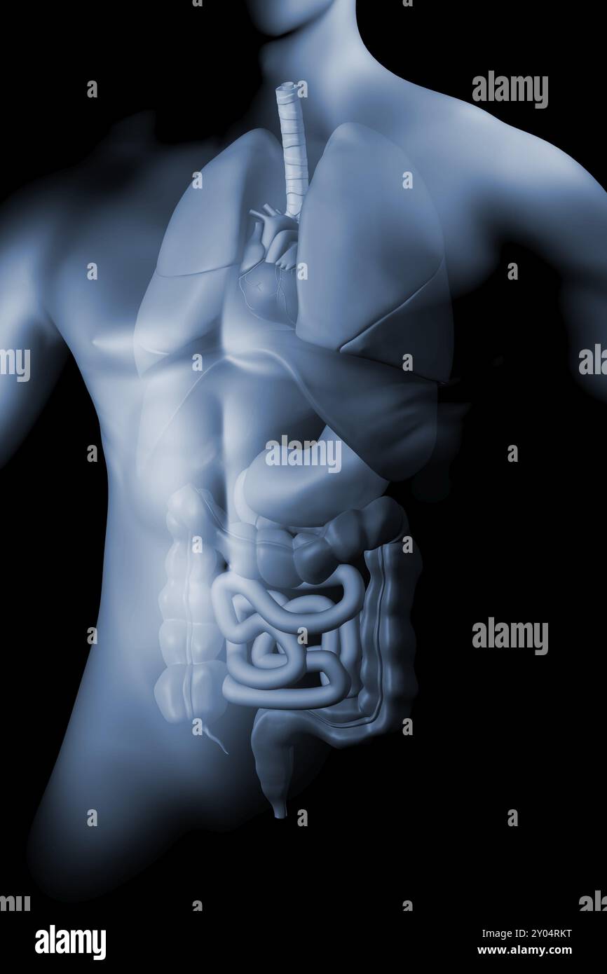 Male internal organs artwork hi-res stock photography and images - Alamy