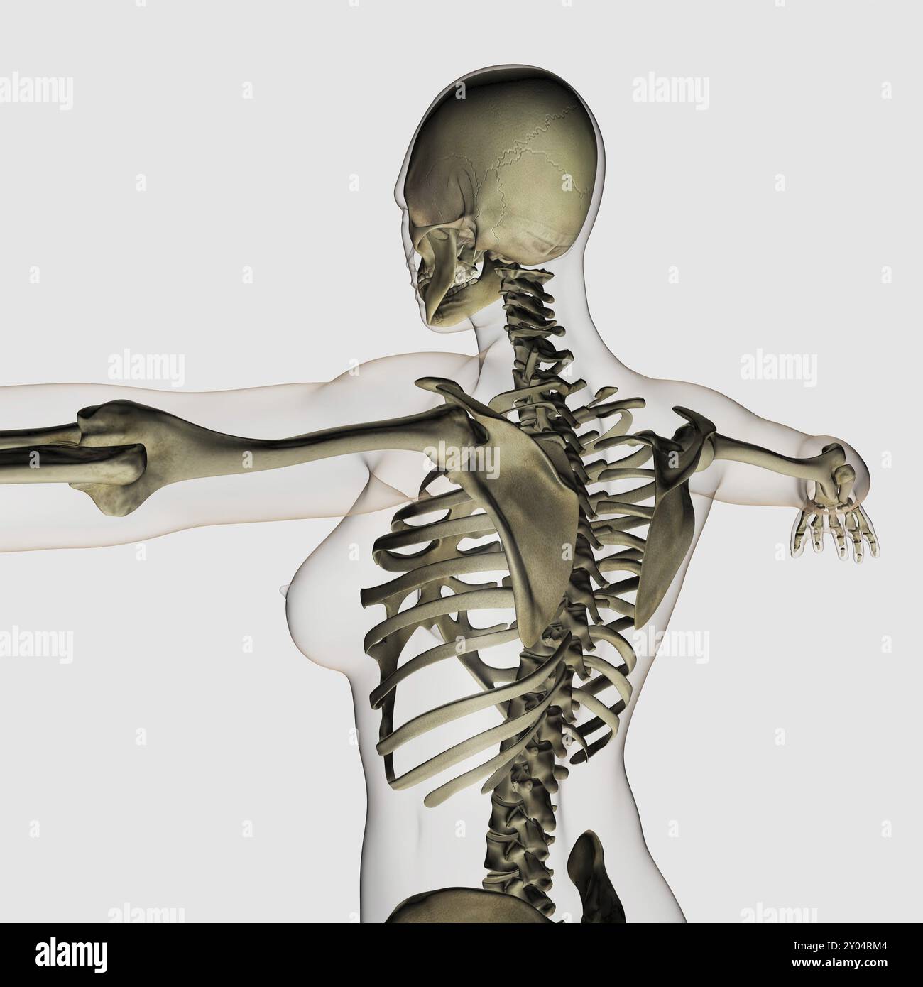 Three dimensional view of female upper back and skeletal system Stock ...