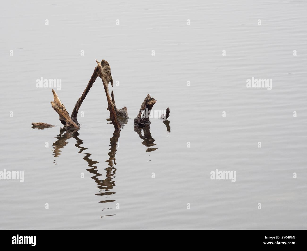 The root of a dead tree protrudes from a lake Stock Photo - Alamy