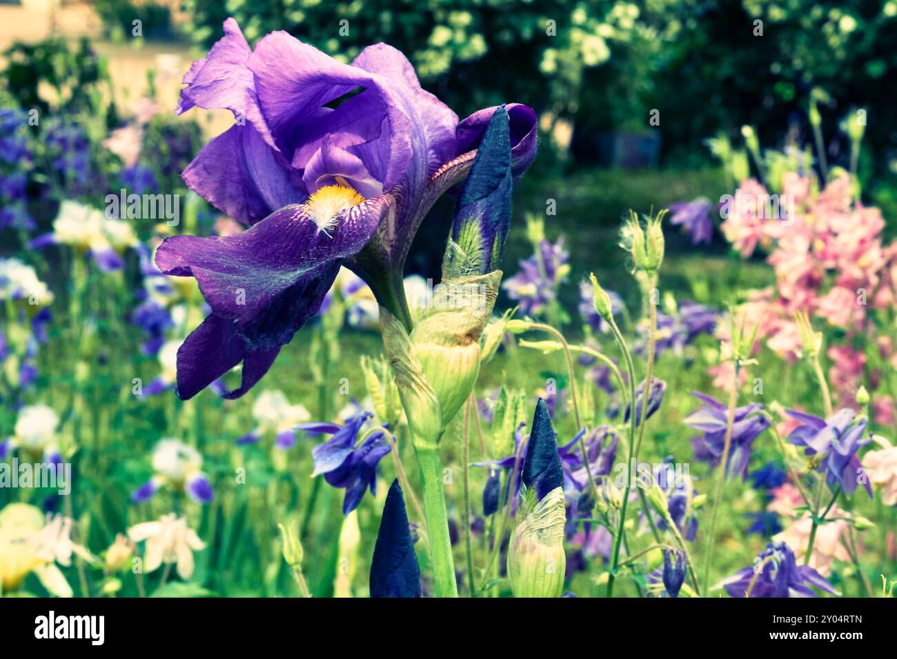 Sword shaped leaves hi-res stock photography and images - Alamy