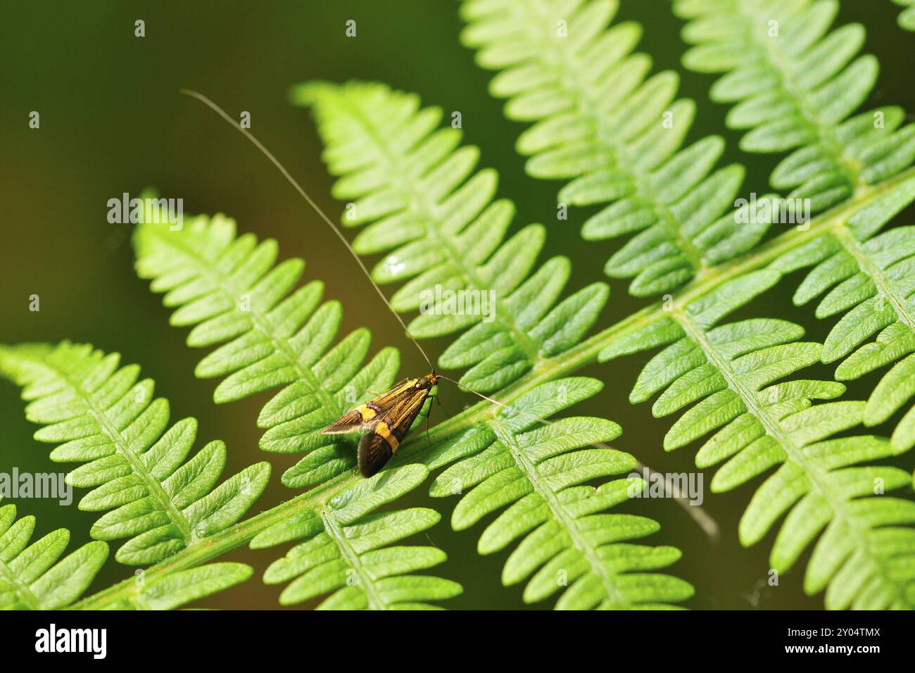 Male of the longhorn moth Nemophora degeerella, Male of the longhorn ...
