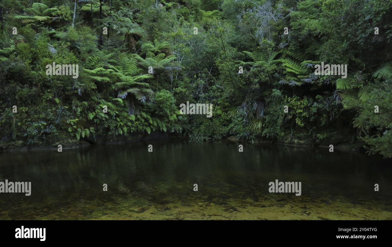 Scene in the Abel Tasman National Park, New Zealand, Oceania Stock ...