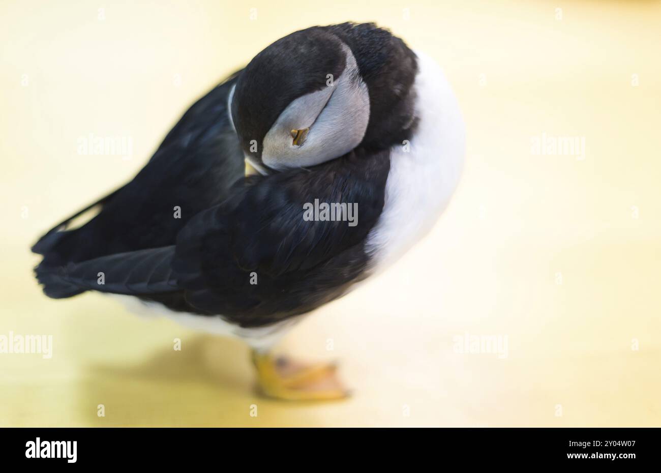 Puffins at the Natural History Museum in Heimaey, Iceland, Europe Stock ...