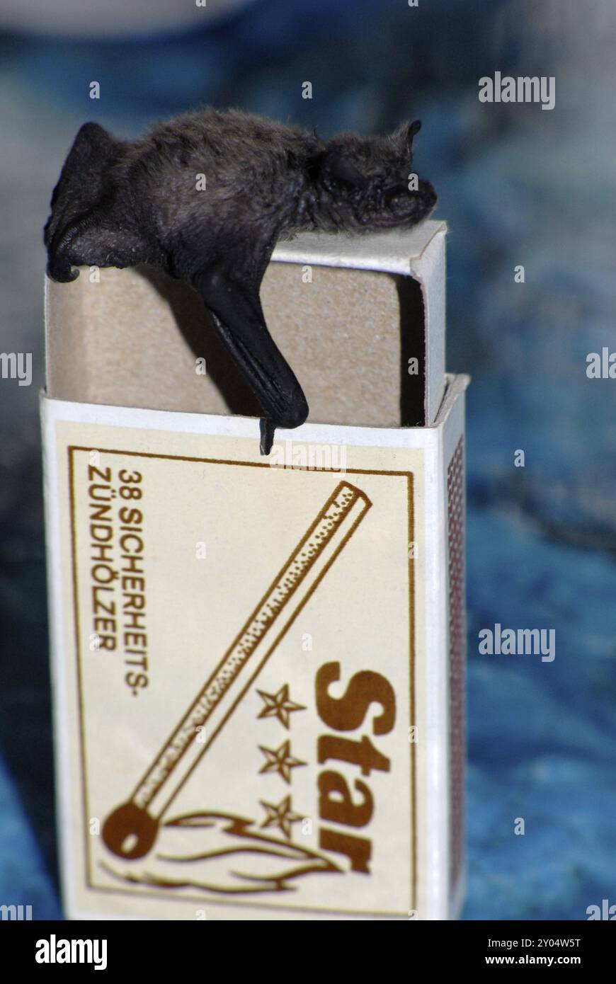 A bat (common pipistrelle), about 3 weeks old, sitting on a box of ...