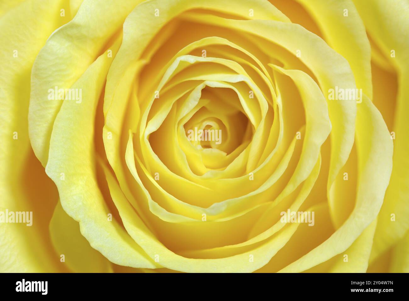 Single yellow rose, full size Stock Photo - Alamy