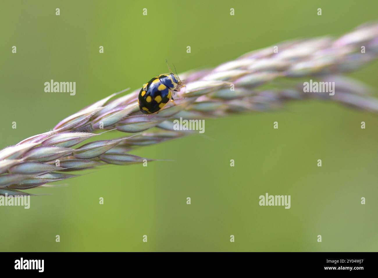 Fourteen-spotted Lady Beetle (Propylea quatuordecimpunctata Stock Photo ...