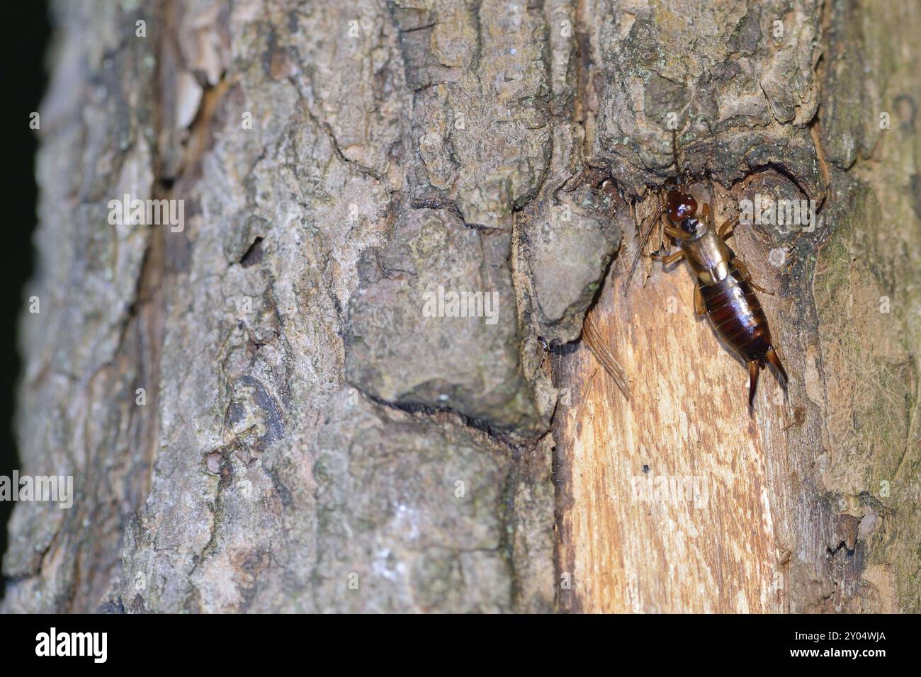 Common earwig, Forficula auricularia, common earwig Stock Photo - Alamy