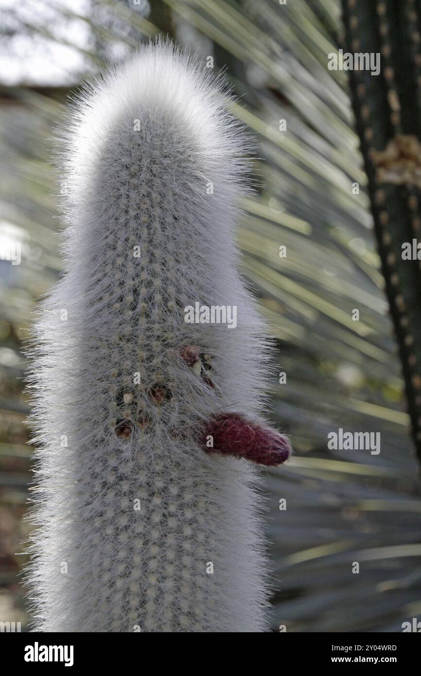 Columniform cactus hi-res stock photography and images - Alamy