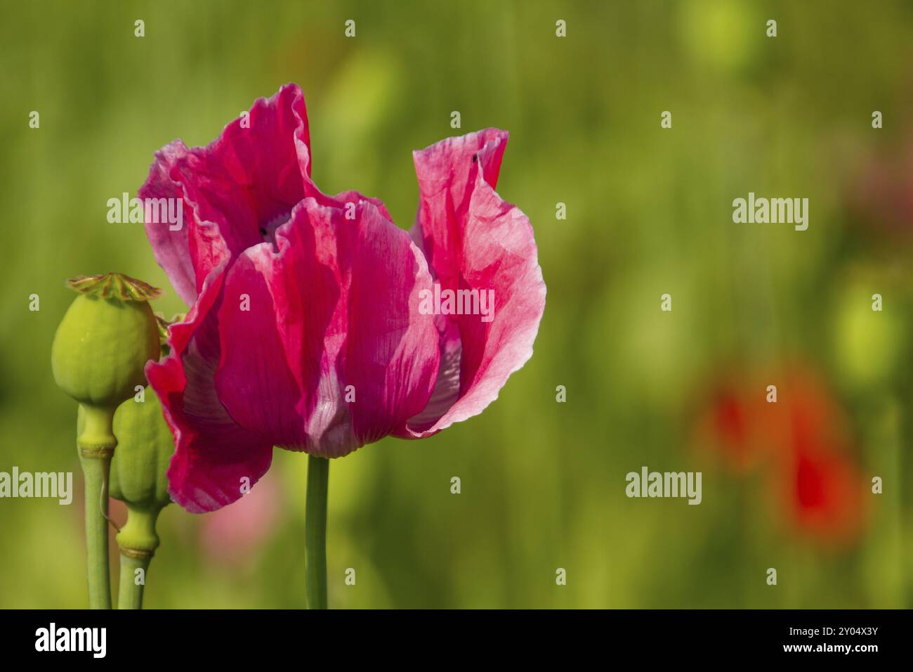 Opium poppy (Papaver somniferum), cultivation in Germany Stock Photo ...