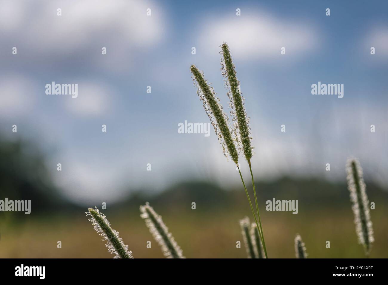 Multiple flower stalks hi-res stock photography and images - Alamy