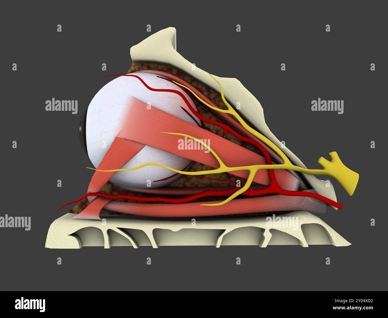 Human eyeball side view hi-res stock photography and images - Alamy