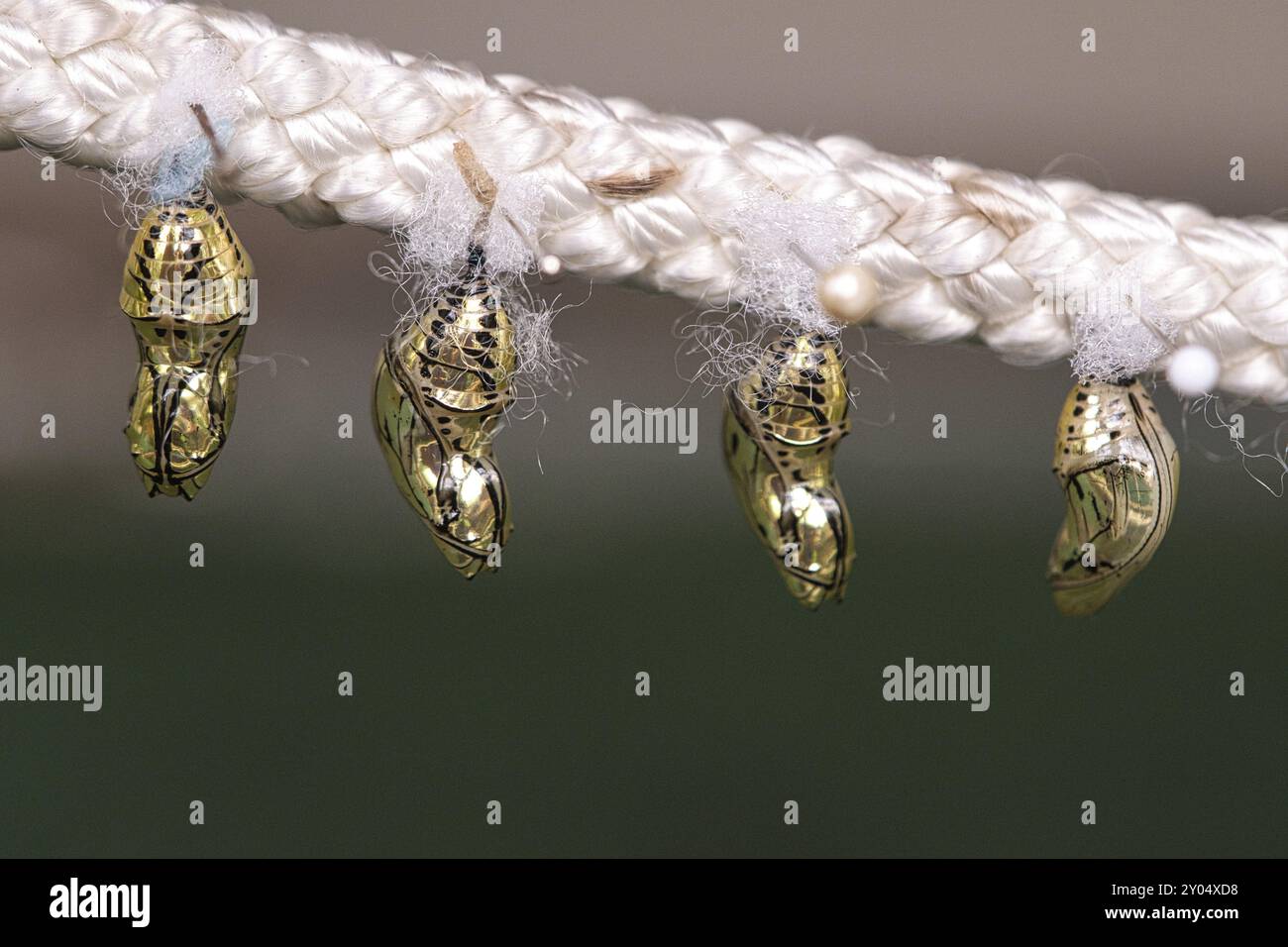 Cocoons suspended from a rope. They are kept here until they hatch ...